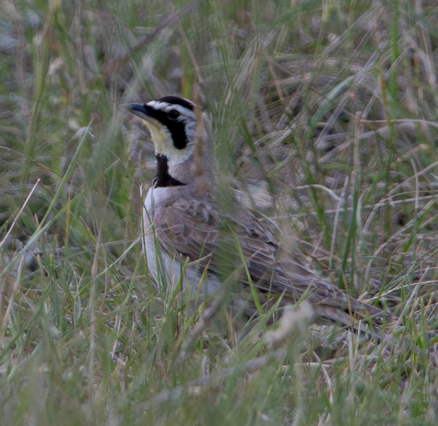 eBird Checklist - 27 Jun 2023 - Oka Rd. - 12 species