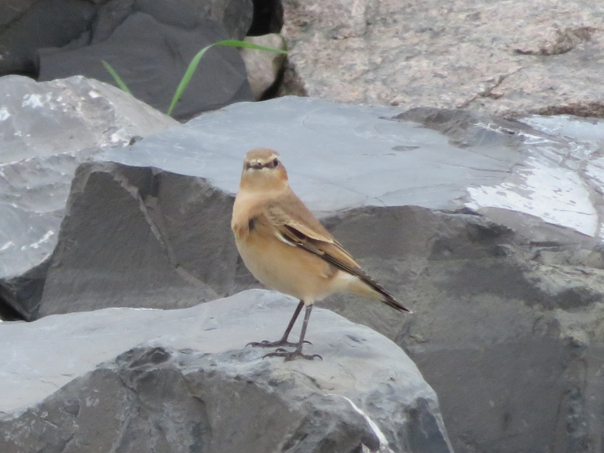 eBird Québec Checklist - 30 Aug 2023 - Pointe de Maizerets - 11 species