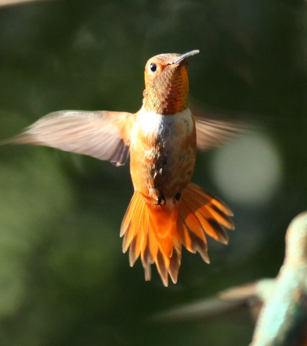 eBird Checklist - 30 Aug 2023 - 1. Mule Pass Yard - 42 species