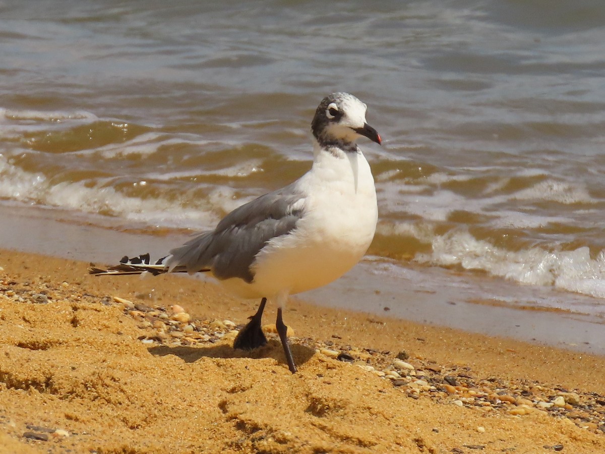 eBird Checklist - 30 Aug 2023 - Sandy Point State Park - 4 species