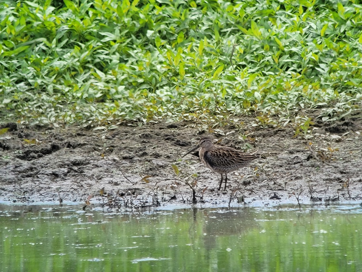 eBird Pacific Northwest Checklist - 30 Aug 2023 - Shillapoo Lake - 53 ...