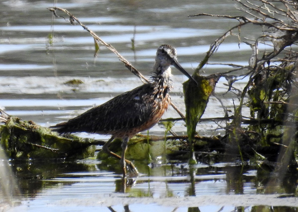 eBird Checklist - 9 Jun 2017 - Blacks Creek Bird Reserve - 32 species ...