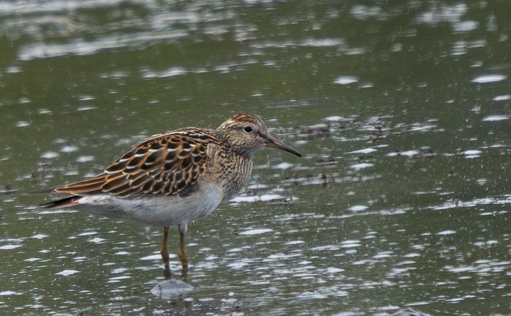 eBird Checklist - 30 Aug 2023 - Kah Tai Lagoon - 5 species
