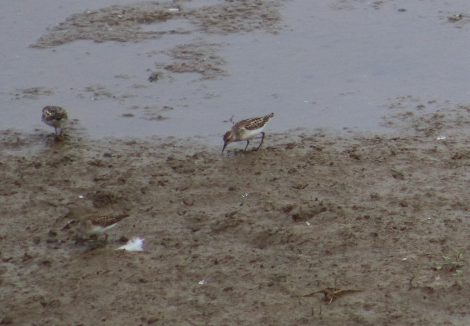 eBird Checklist - 23 Aug 2023 - Calcon Hook Rd. - 16 species