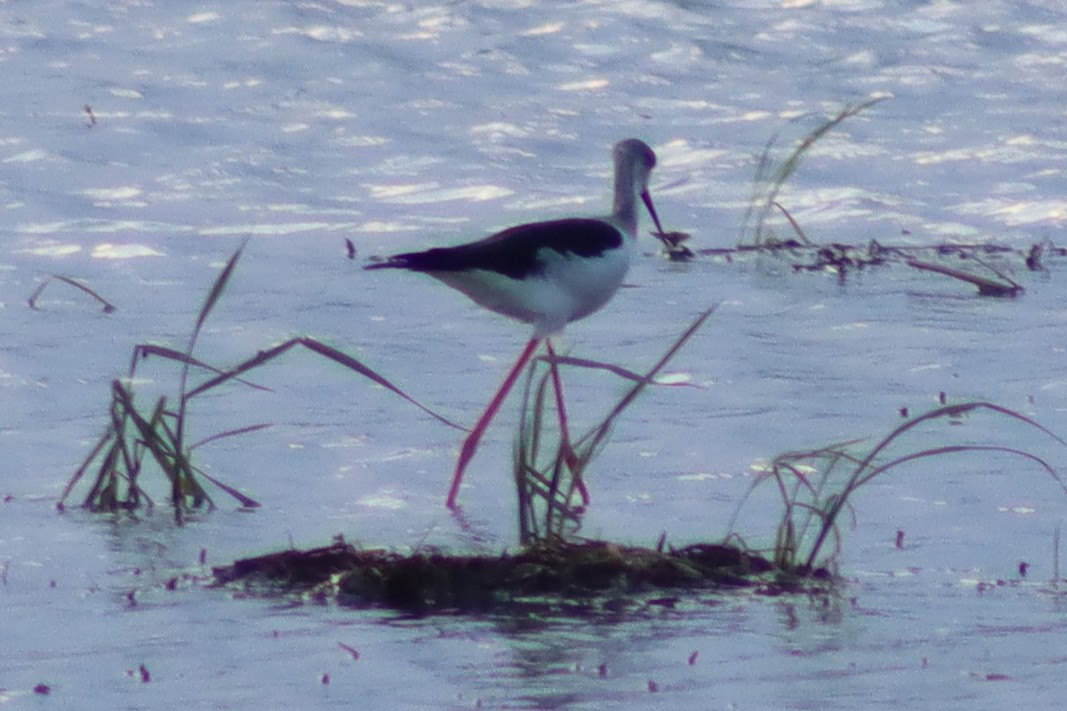 eBird Checklist - 30 Aug 2023 - Mabini, Pulupandan - 4 species
