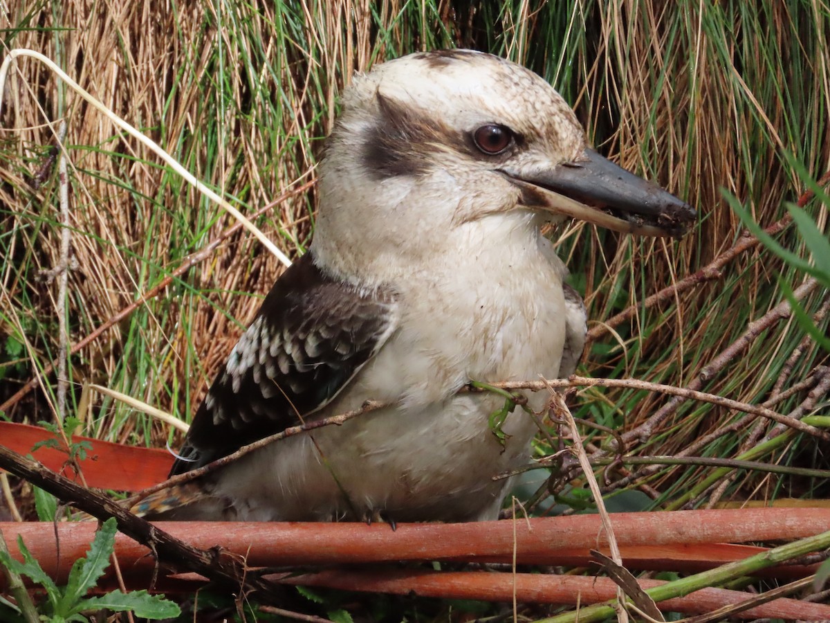 eBird Checklist - 31 Aug 2023 - Macedon Regional Park - 23 species