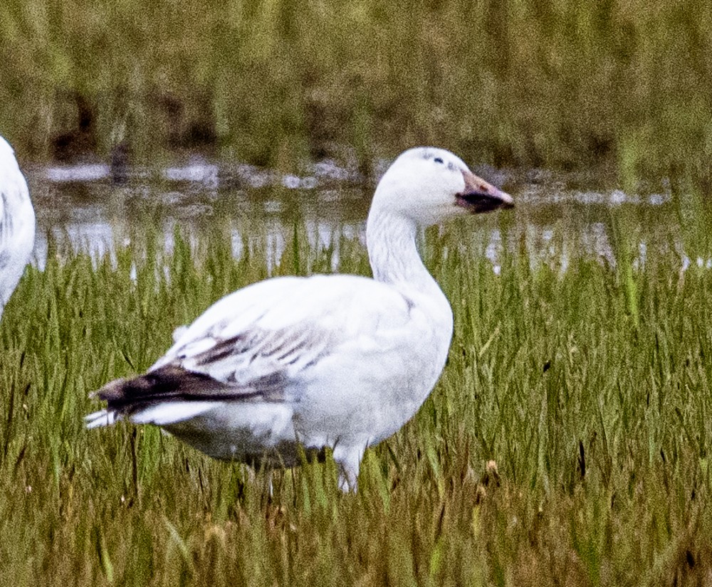 eBird Checklist - 1 Jun 2023 - Taylor Bay - 35 species (+1 other taxa)