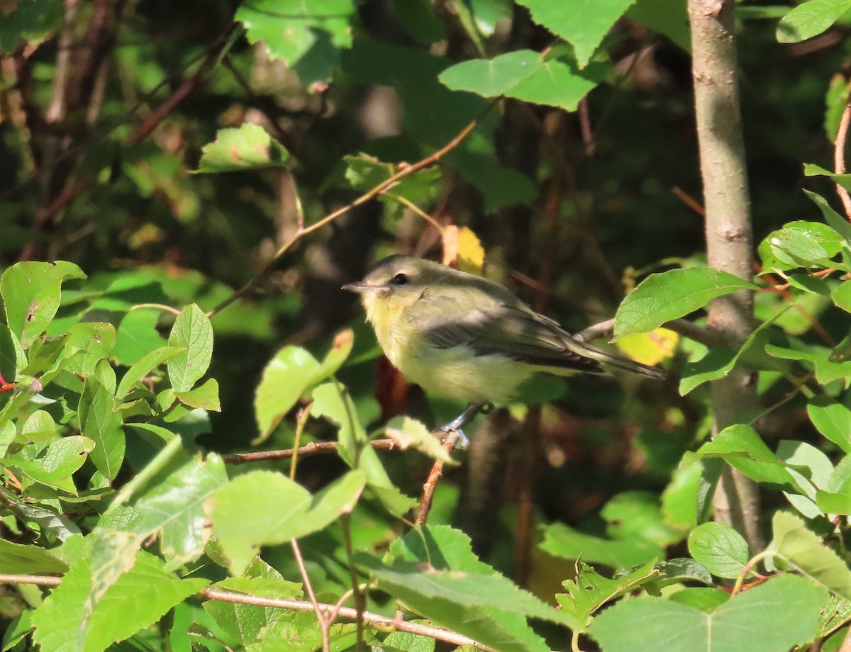eBird Québec Checklist - 31 Aug 2023 - Secteur du chemin des Sables ...
