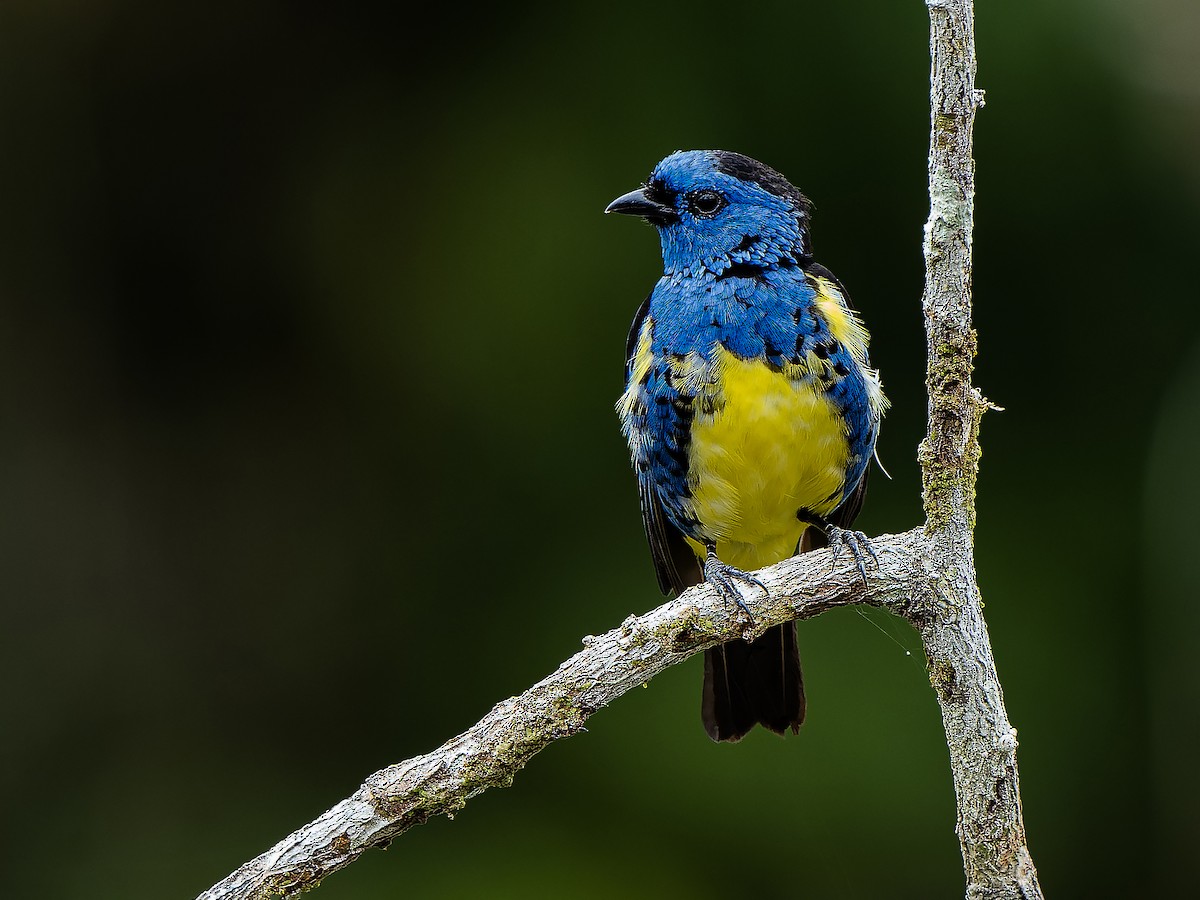 Turquoise Tanager - Tangara mexicana - Birds of the World