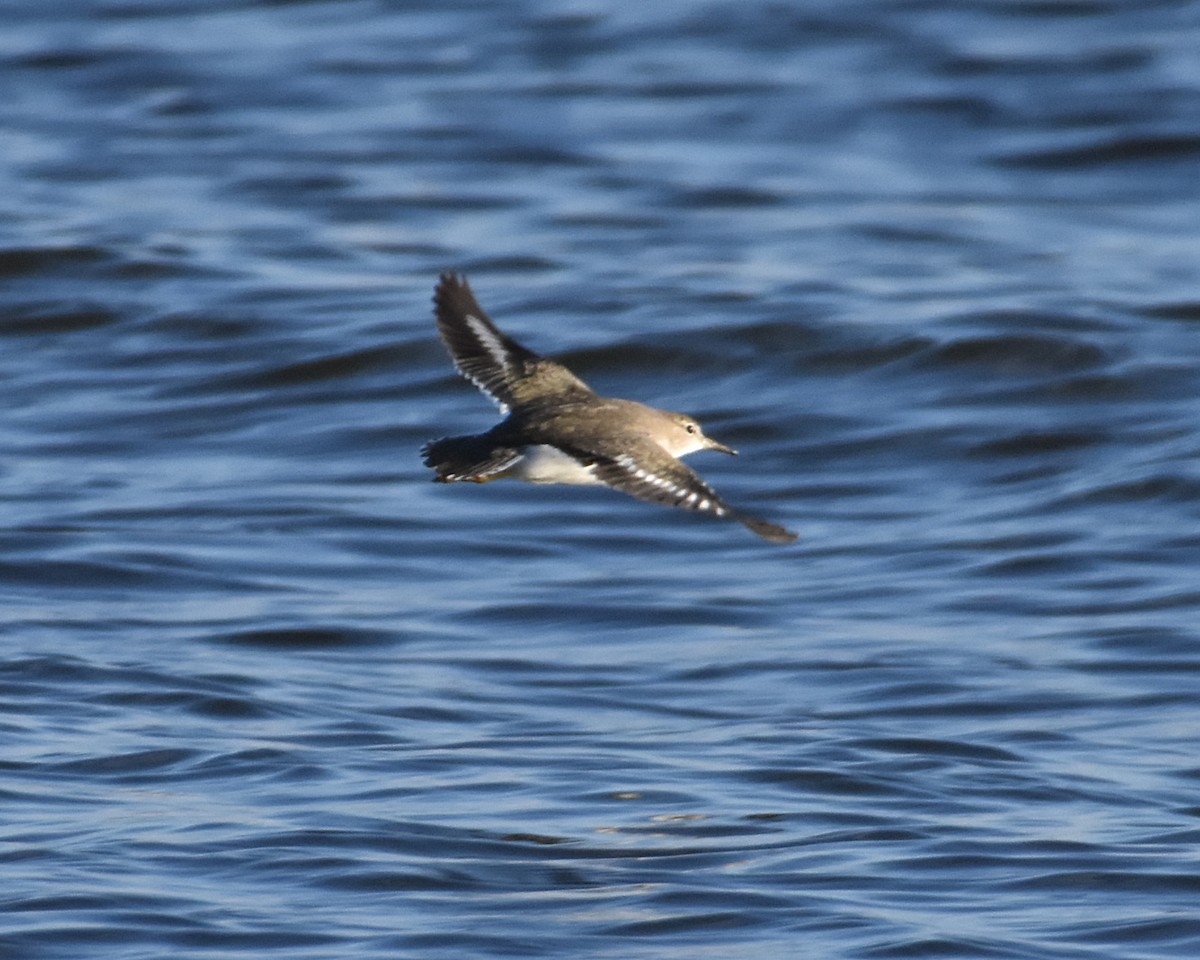 eBird Checklist - 30 Aug 2023 - Harley Ensign Memorial Boating Access ...