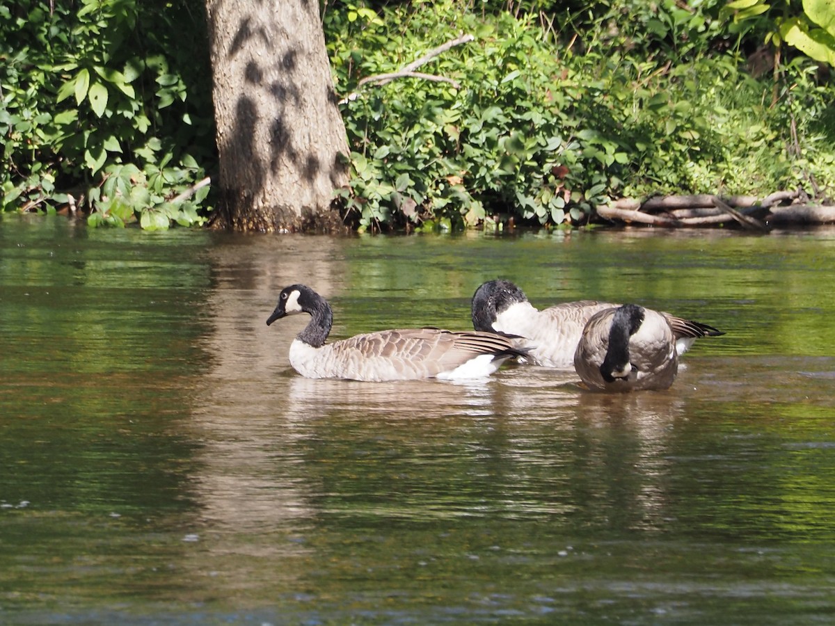 eBird Checklist - 31 Aug 2023 - Nichols Arboretum - 38 species (+1 ...