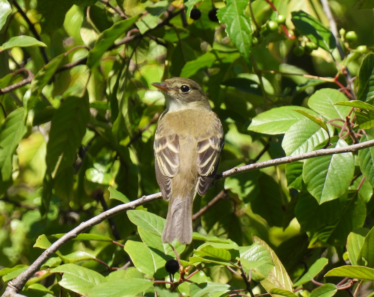 Mass Audubon eBird Checklist - 31 Aug 2023 - Stony Brook Wildlife ...