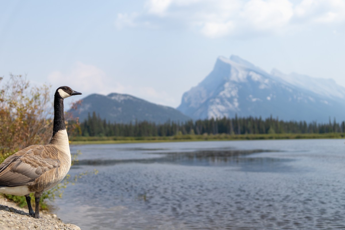 eBird Checklist - 5 Aug 2023 - Banff National Park--Vermilion Lakes - 7 ...