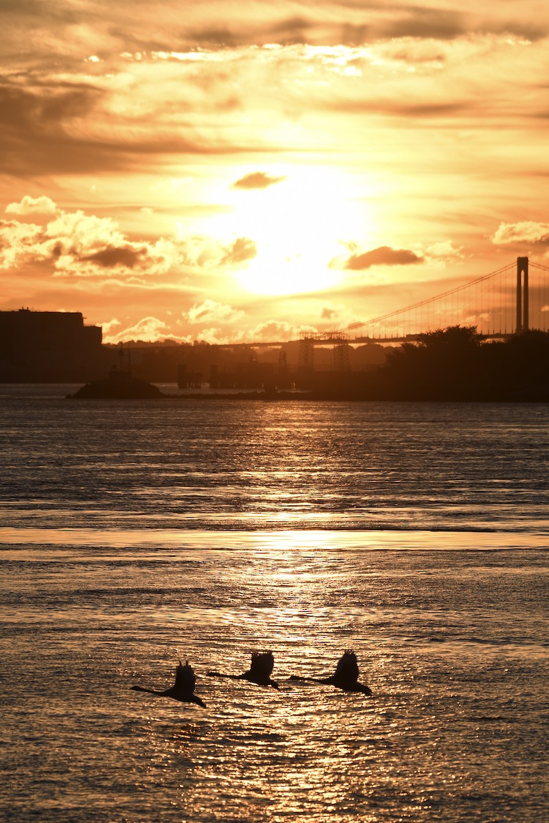 eBird Checklist - 31 Aug 2023 - Randalls Island - 42 species (+1 other ...