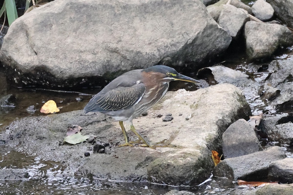 eBird Checklist - 31 Aug 2023 - Lake Roland - 20 species
