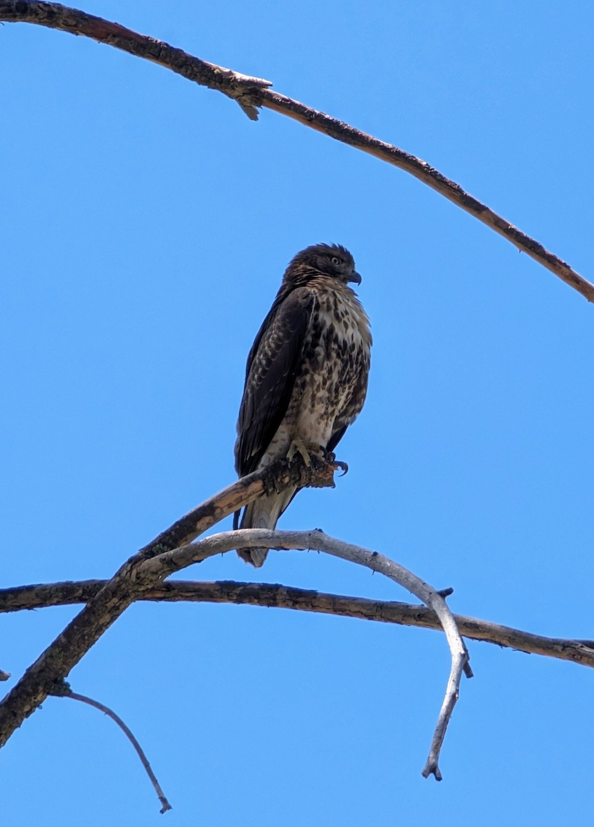 eBird Checklist - 30 Aug 2023 - Mt. Lemmon--E Cap Rock Trail Rd - 18 ...
