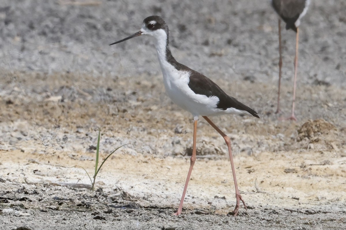 eBird Checklist - 31 Aug 2023 - Tracy WTP - 20 species
