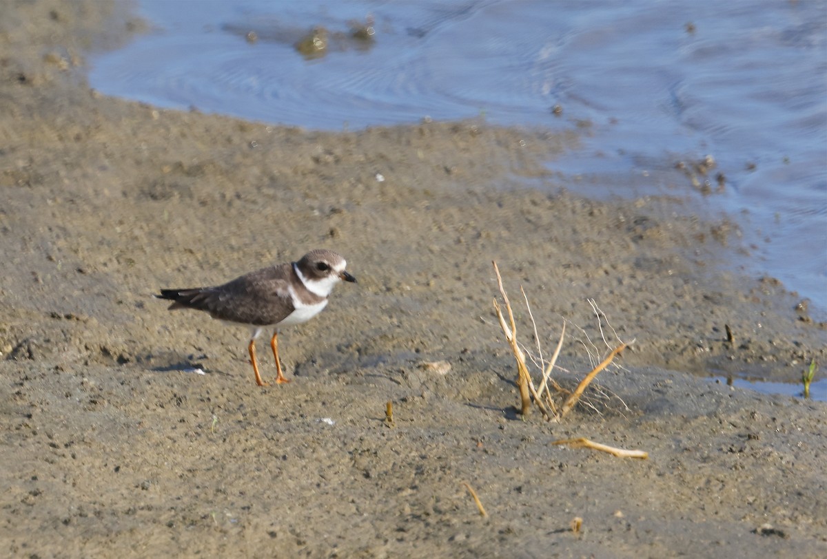 eBird Checklist - 24 Aug 2023 - Salinas WTP (permit access only) - 29 ...