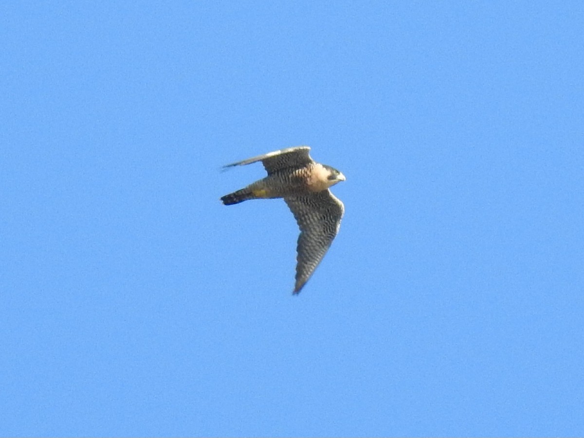 eBird Checklist - 1 Sep 2023 - Inwood Hill Park - 25 species