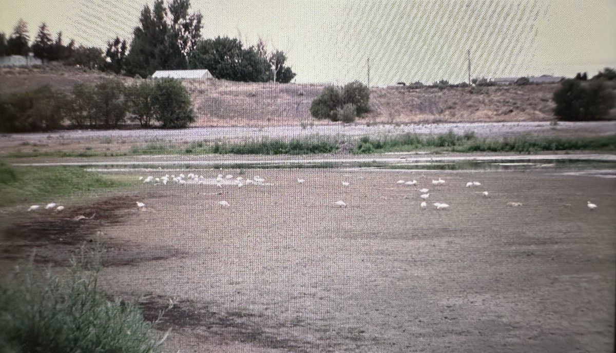 eBird Checklist - 31 Aug 2023 - Potholes Reservoir--Perch Point - 12 ...