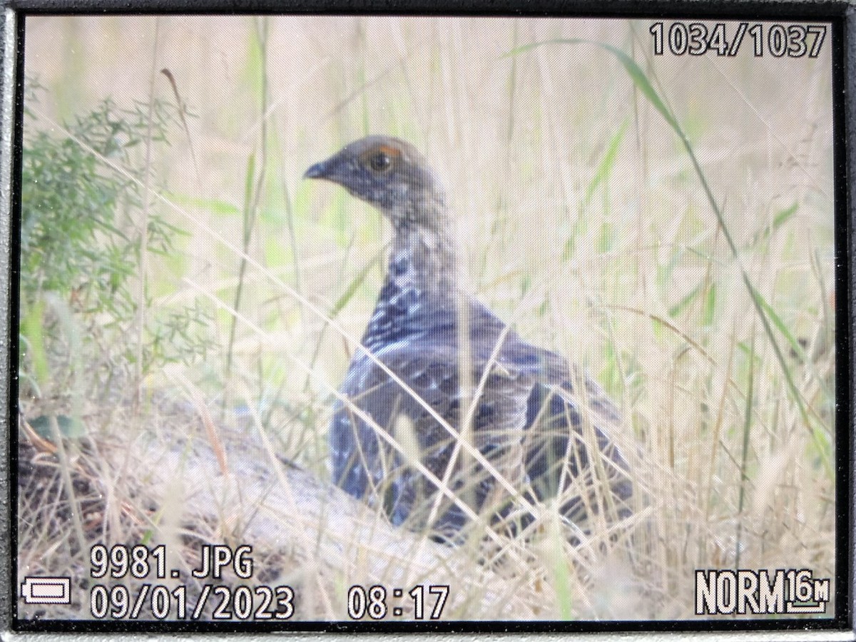 eBird Checklist - 1 Sep 2023 - MacDonald Pass Scenic Overlook and ...