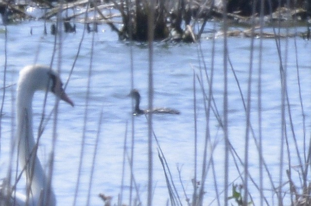 New Jersey eBird Checklist - 1 Sep 2023 - Edwin B. Forsythe NWR ...