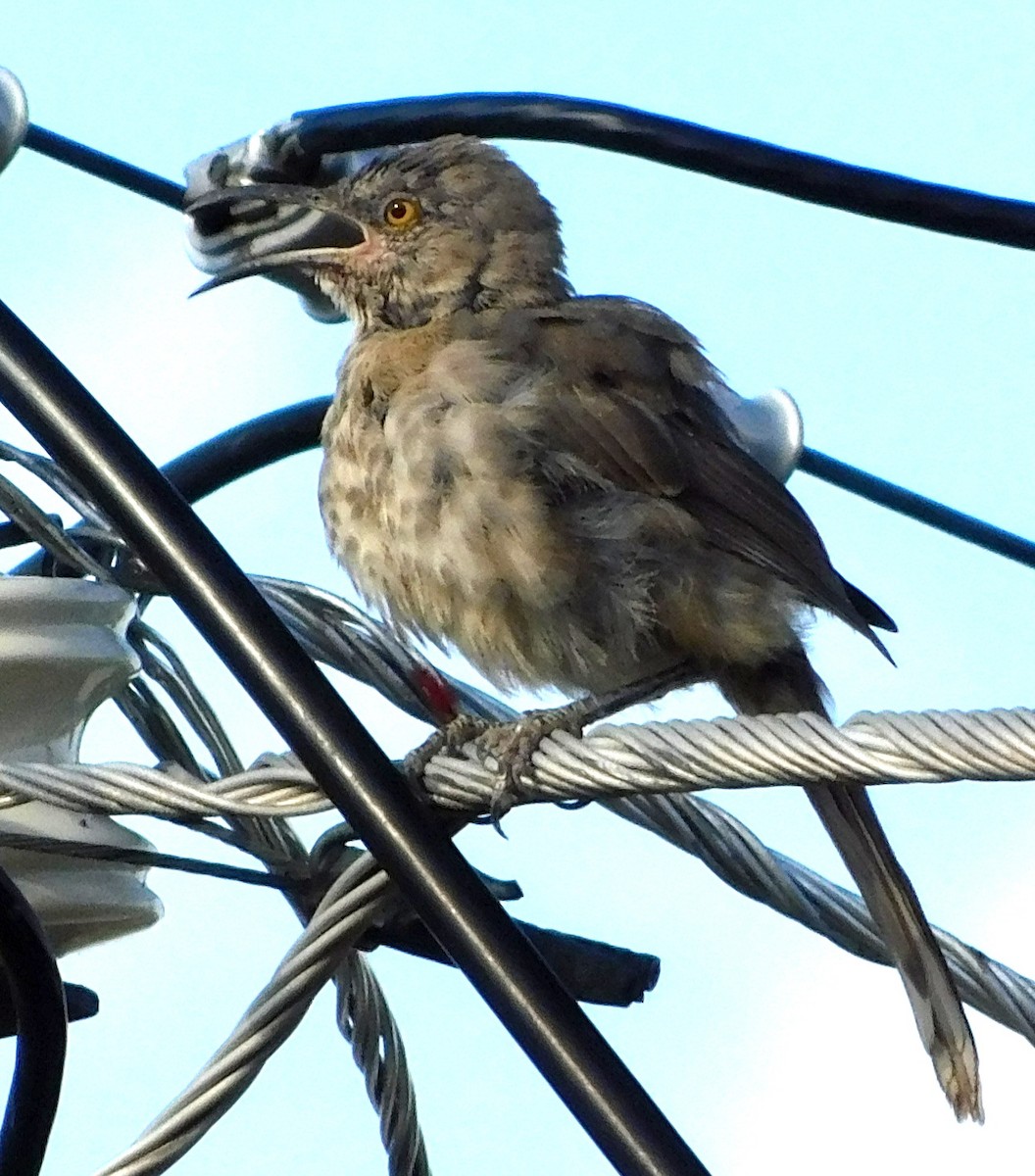 eBird Checklist - 1 Sep 2023 - My backyard - 4 species