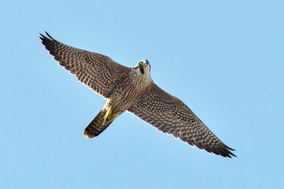 eBird Canada Checklist - 1 Sep 2023 - Oakville--Bronte Harbour - 19 species