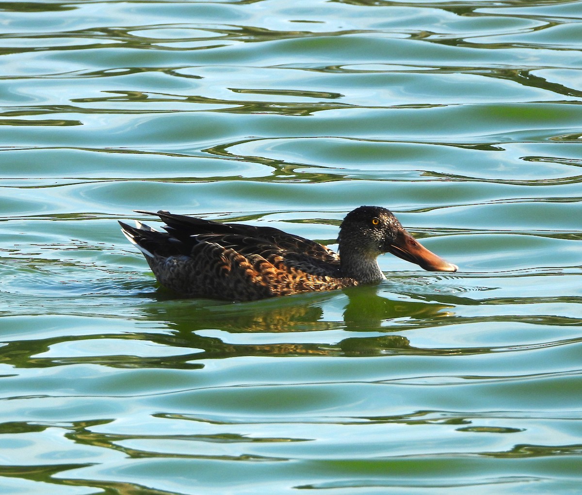eBird Checklist - 31 Aug 2023 - Andree Clark Bird Refuge - 14 species ...