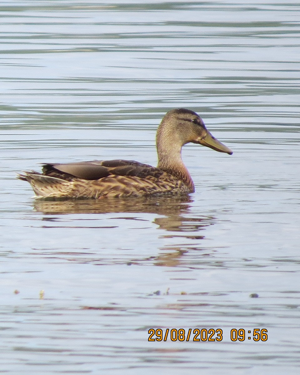 eBird Checklist - 29 Aug 2023 - Long Point SP (Chautauqua Lake) - 37 species (+1 other taxa)