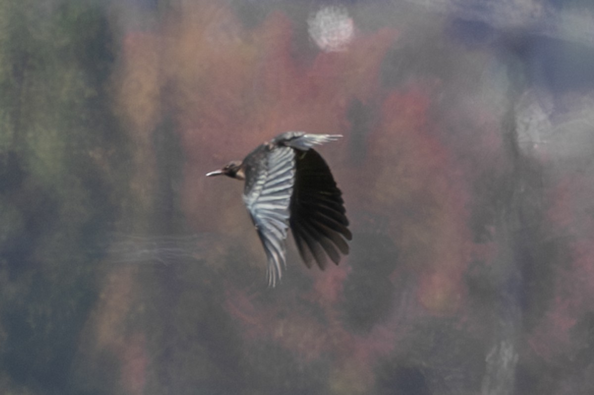 eBird Canada Checklist - 1 Sep 2023 - ƛ̓éxətəm Regional Park (Colony ...