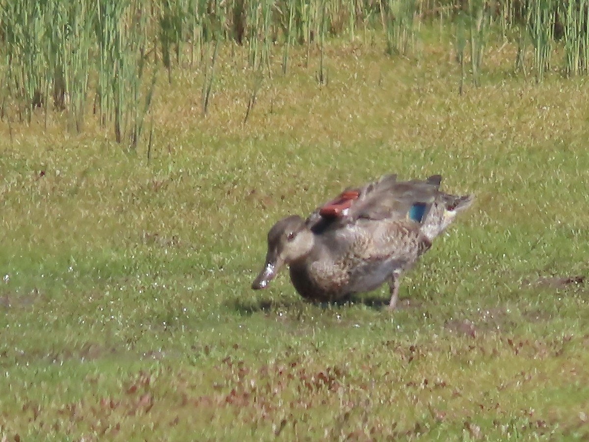 eBird Checklist - 1 Sep 2023 - Parker River NWR - 48 species (+1 other ...