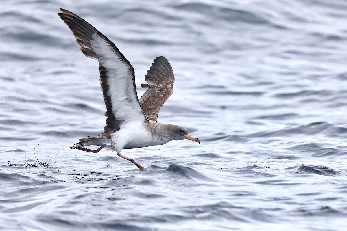 eBird Checklist - 29 Aug 2023 - BBC 8/28-8/29 Pelagic, Leg 18 ...