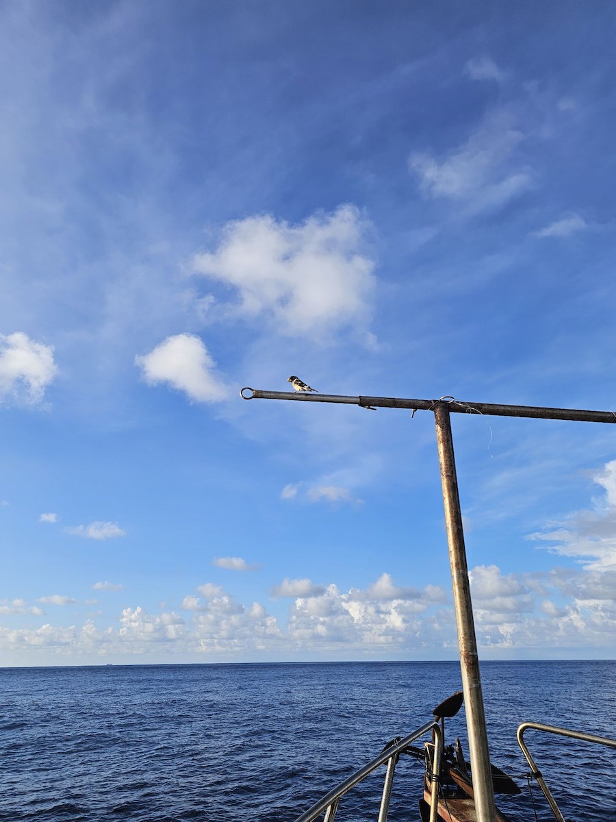 eBird Checklist - 27 Aug 2023 - 宜蘭--南方澳-東澳-南澳海域(Yilan--Nanfang'ao, Dong ...