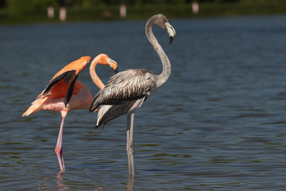 Caesar Creek State Park specific bird species - State Parks