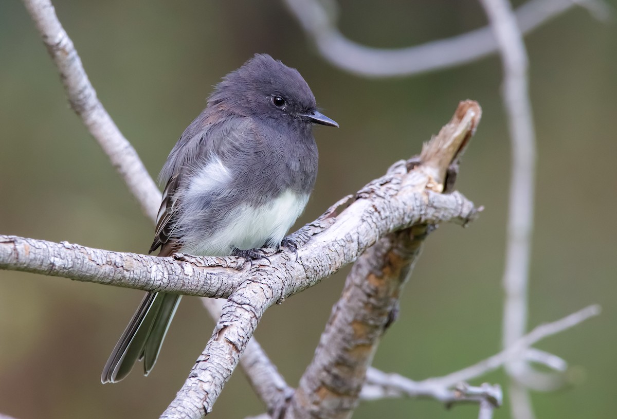 eBird Checklist - 1 Sep 2023 - Acu Canyon Park, San Juan Capistrano ...