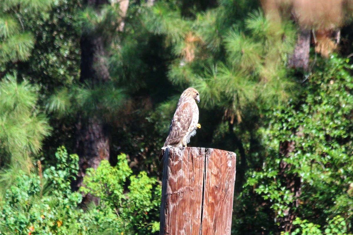 eBird Checklist - 2 Oct 2015 - Kleb Woods Nature Preserve (UTC 098 ...