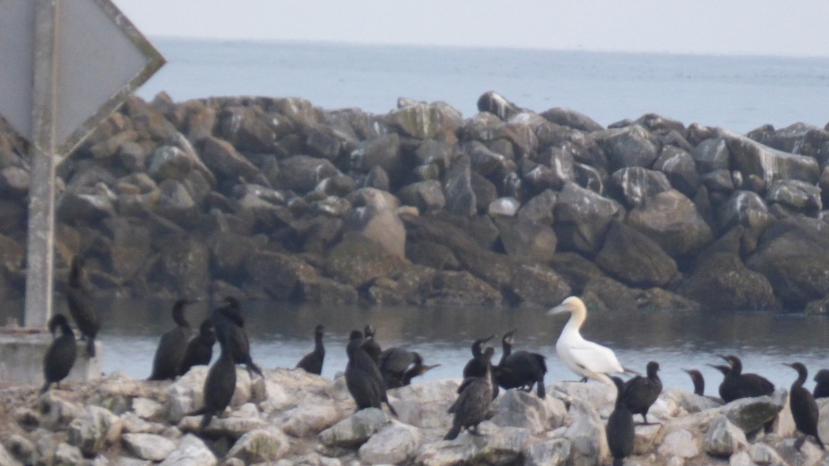 eBird Checklist - 1 Sep 2023 - Pillar Point Harbor - 9 species
