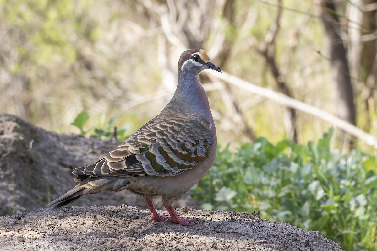 eBird Checklist - 2 Sep 2023 - Blind Bight Nature Reserve - 42 species