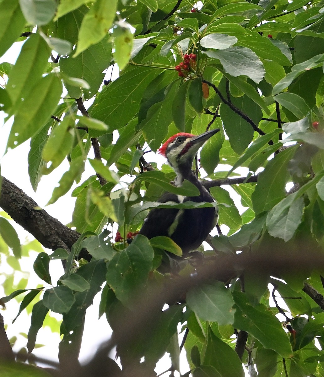 eBird Checklist - 31 Aug 2023 - Shenandoah NP--Dickey Ridge Visitor ... eBird Checklist - 31 Aug 2023 - Shenandoah NP--Dickey Ridge Visitor ...