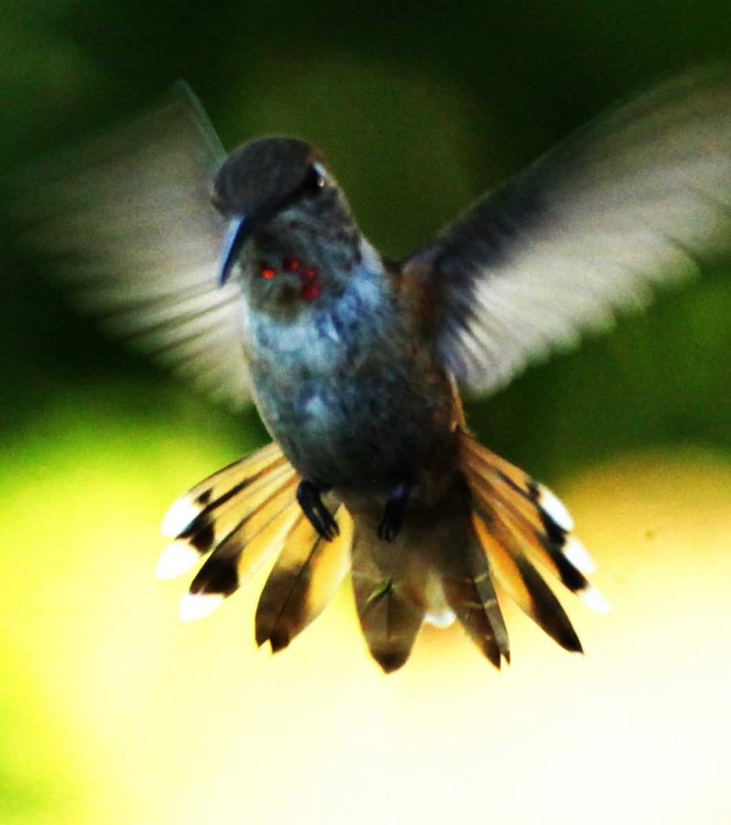 eBird Checklist - 2 Sep 2023 - Mule Pass Yard - 43 species