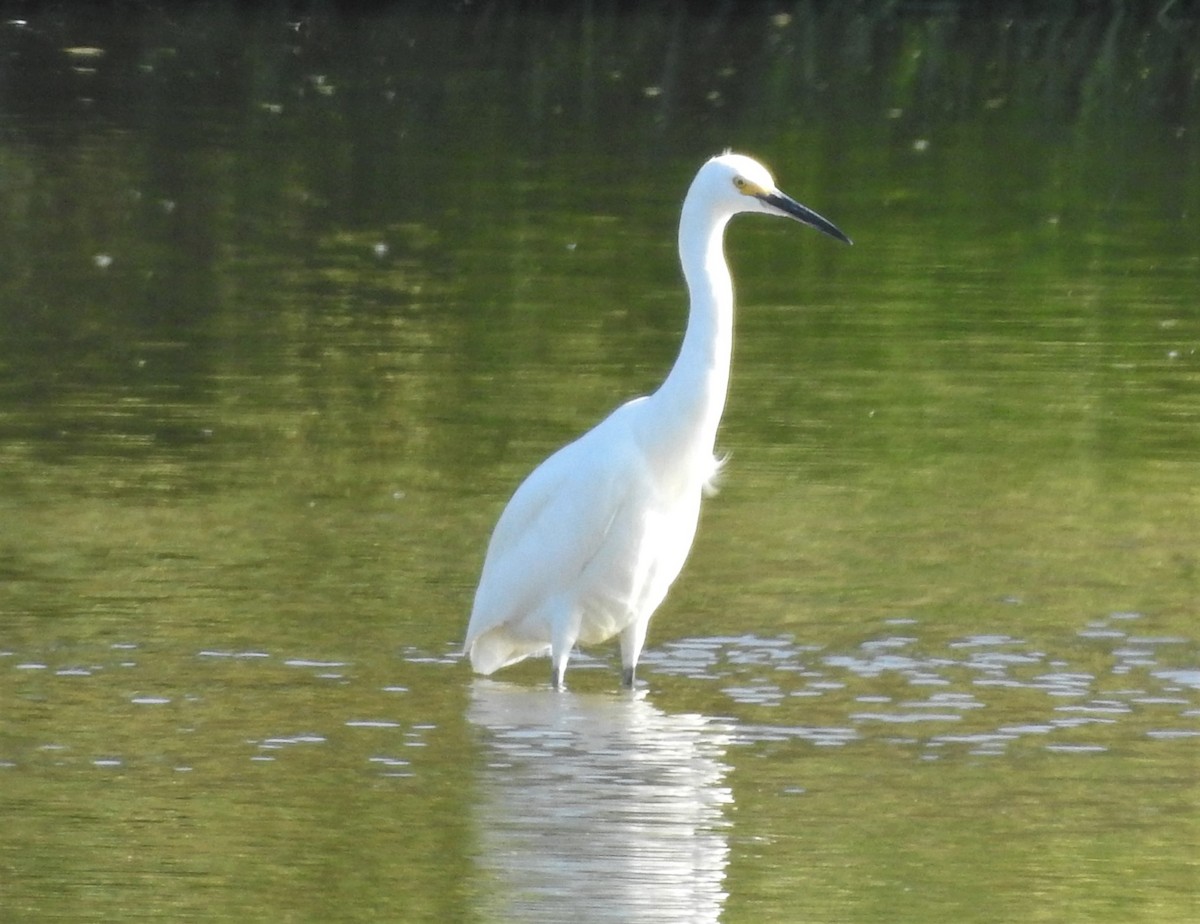 ML608394036 - Snowy Egret - Macaulay Library