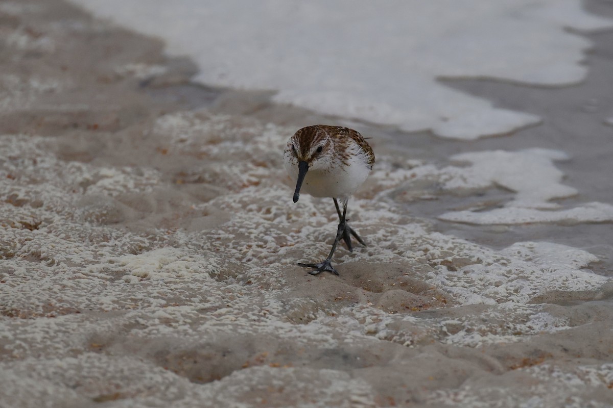 eBird Checklist - 2 Sep 2023 - Anastasia SP - 20 species