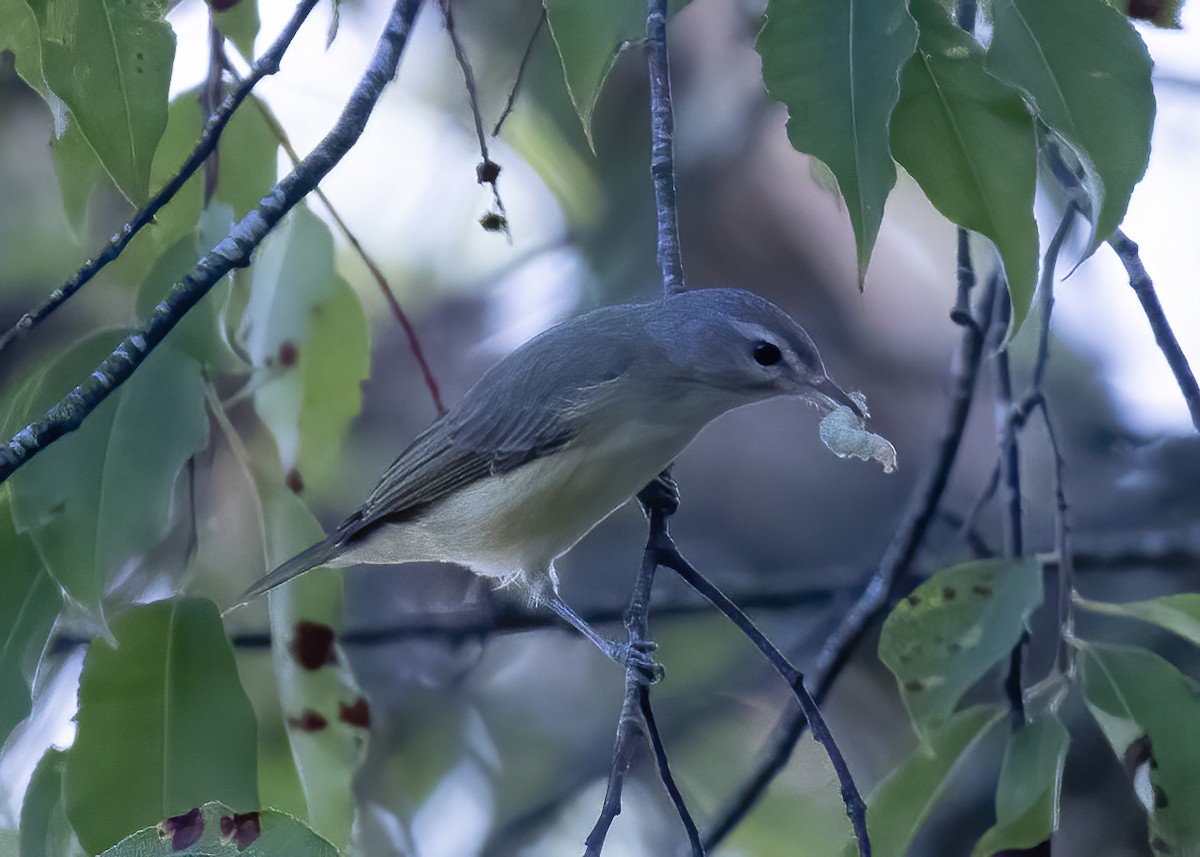 eBird Checklist - 2 Sep 2023 - Doug Rayner Wildlife Refuge at Nockum ...
