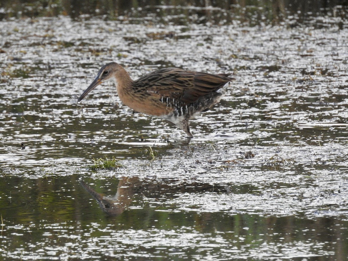 eBird Checklist - 2 Sep 2023 - Mackay Island NWR - 31 species (+1 other ...