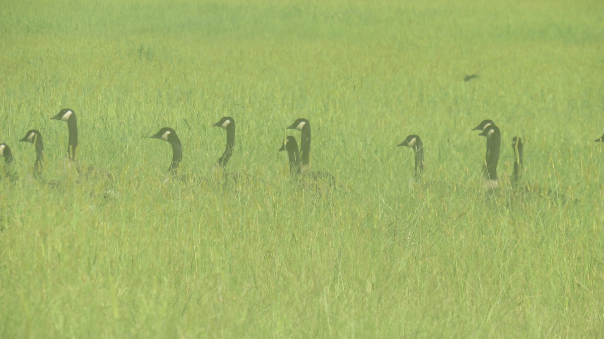 eBird Checklist - 2 Sep 2023 - Nash Farm (Henry Co.) - 19 species