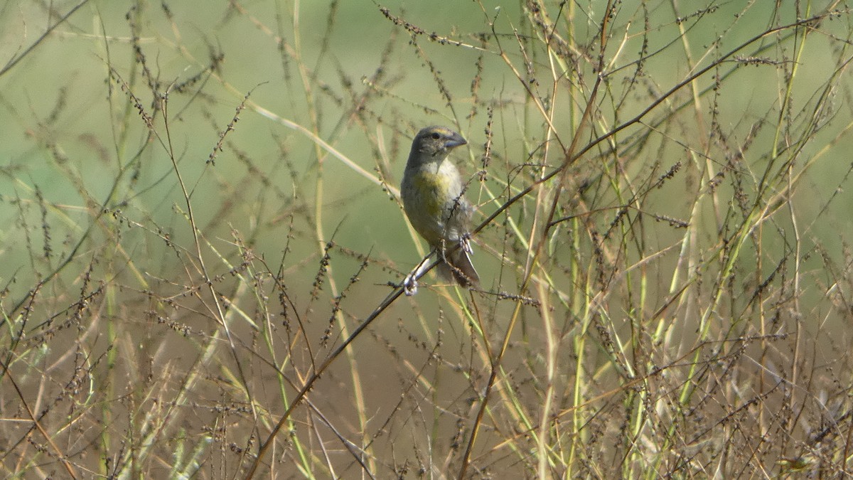eBird Checklist - 2 Sep 2023 - Adam Birding Conservancy - 15 species