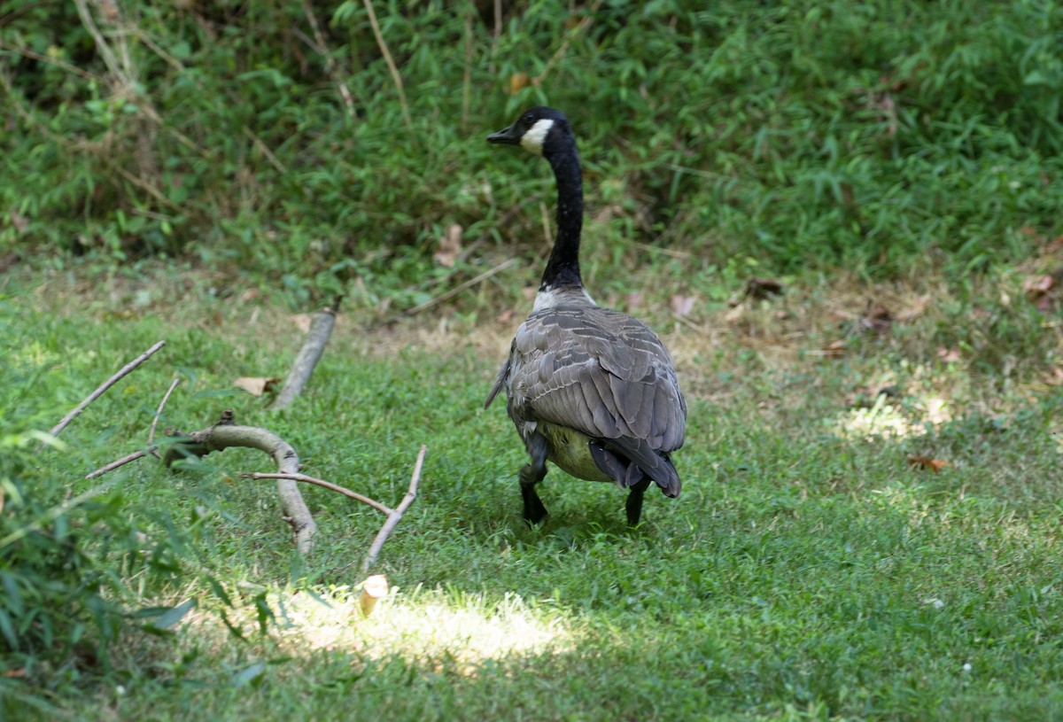 eBird Checklist - 2 Sep 2023 - Swan Harbor Farm Park - 67 species