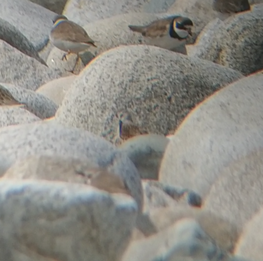 eBird Checklist - 2 Sep 2023 - Murder Island - 20 species