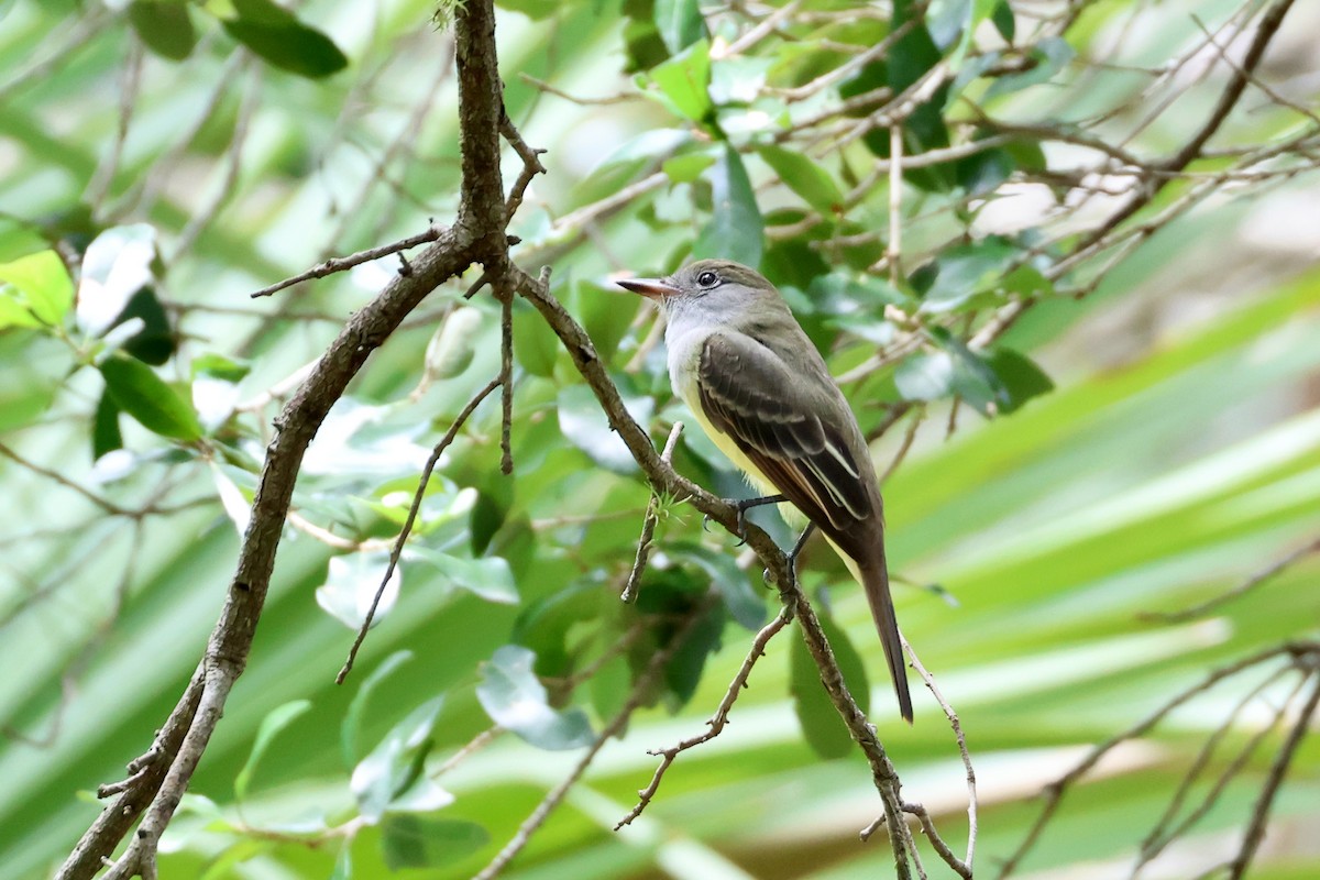 eBird Checklist - 2 Sep 2023 - Frenchman's Forest Nature Preserve - 5 ...